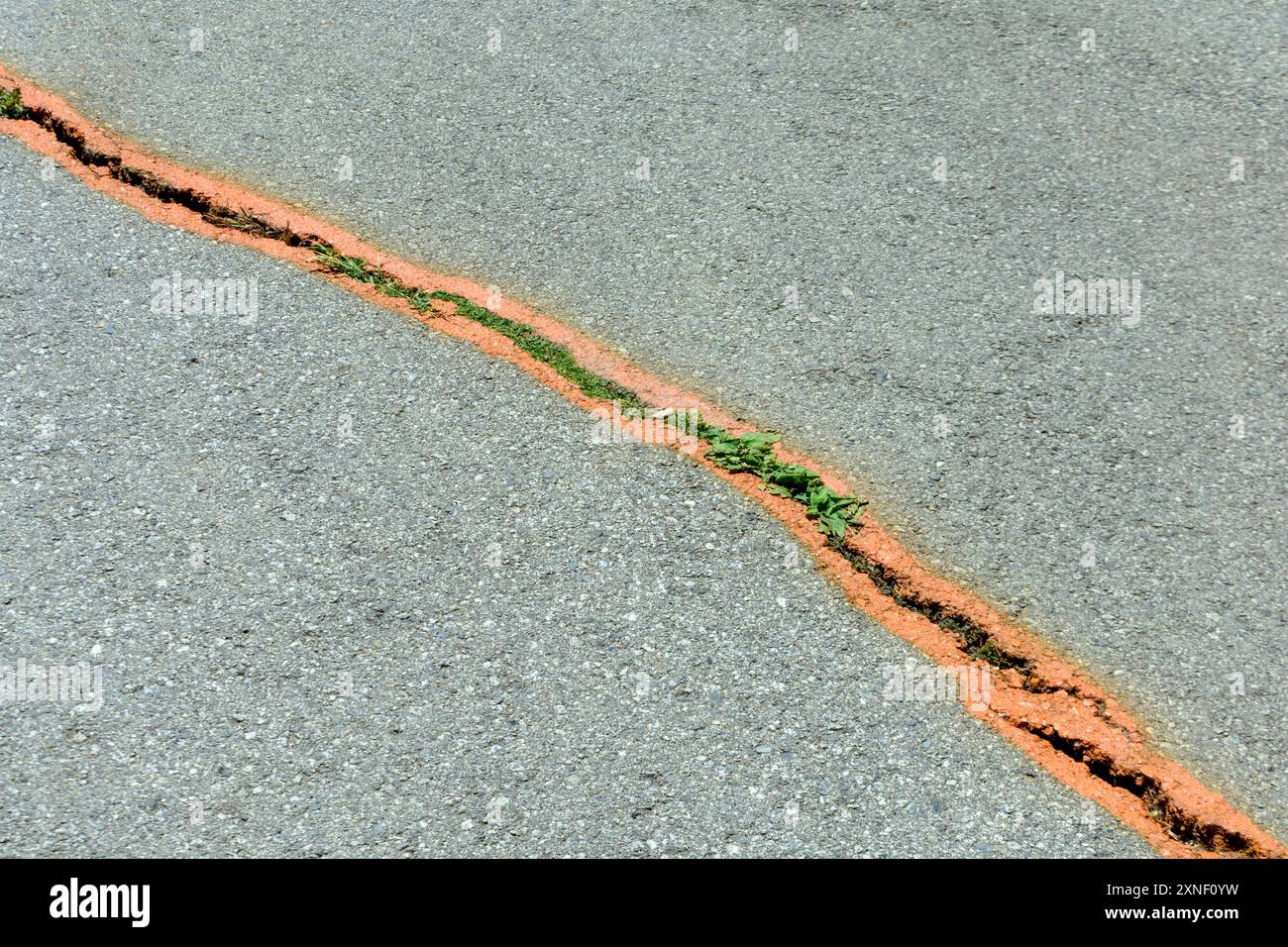 A crack in a concrete pavement reveals a line of green weeds. Marked by ...