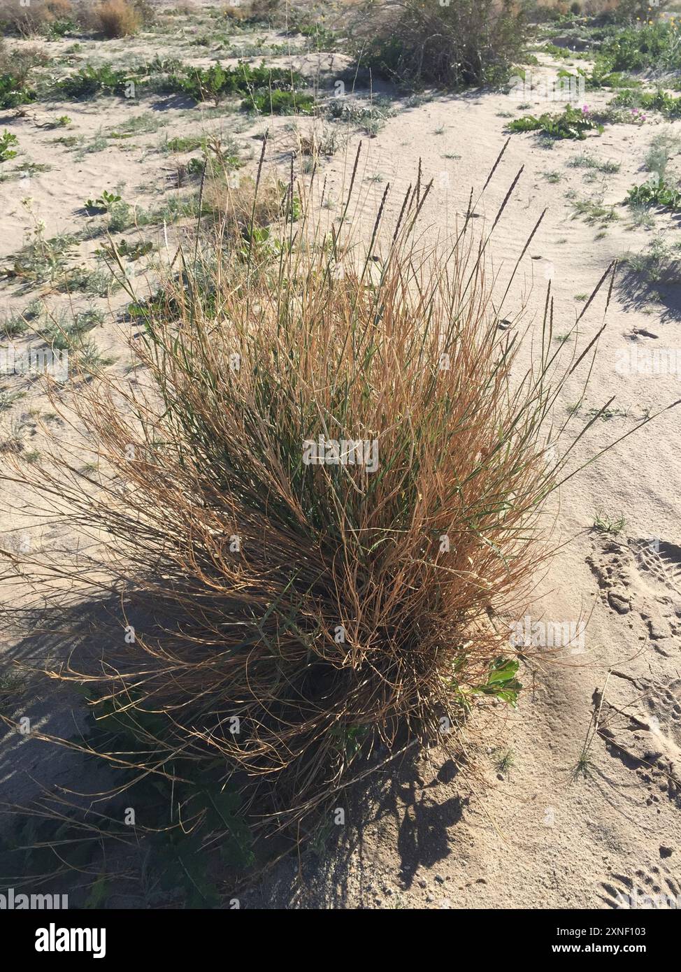 Hilaria rigida hi-res stock photography and images - Alamy