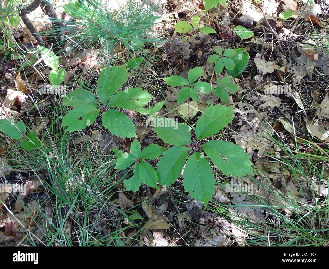 thicket creeper (Parthenocissus inserta) Plantae Stock Photo - Alamy
