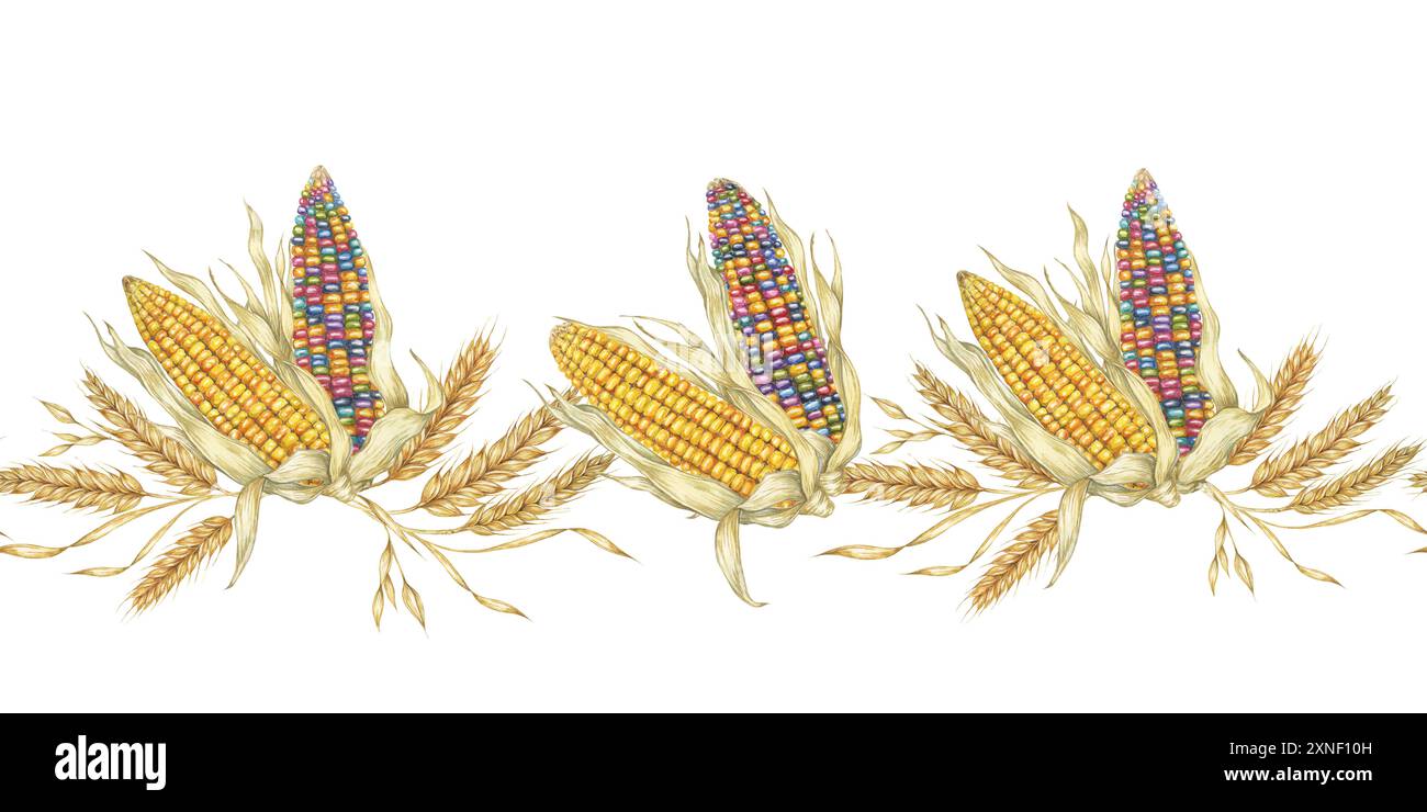 Corn seamless border clipart features watercolor corn cobs in multiple ...