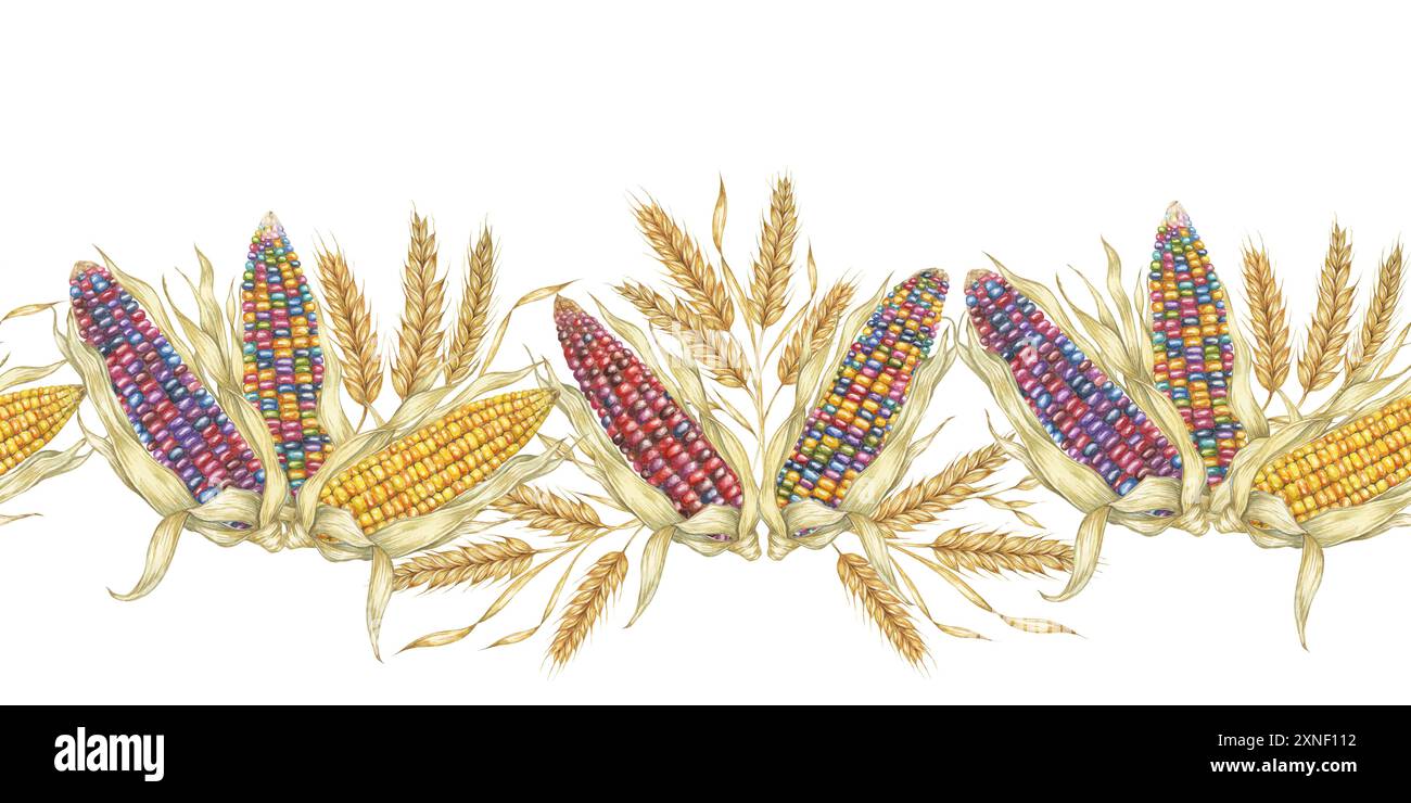 Corn Stalk Clip Art Border