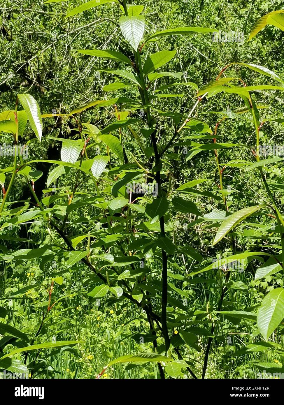 fire cherry (Prunus pensylvanica) Plantae Stock Photo - Alamy