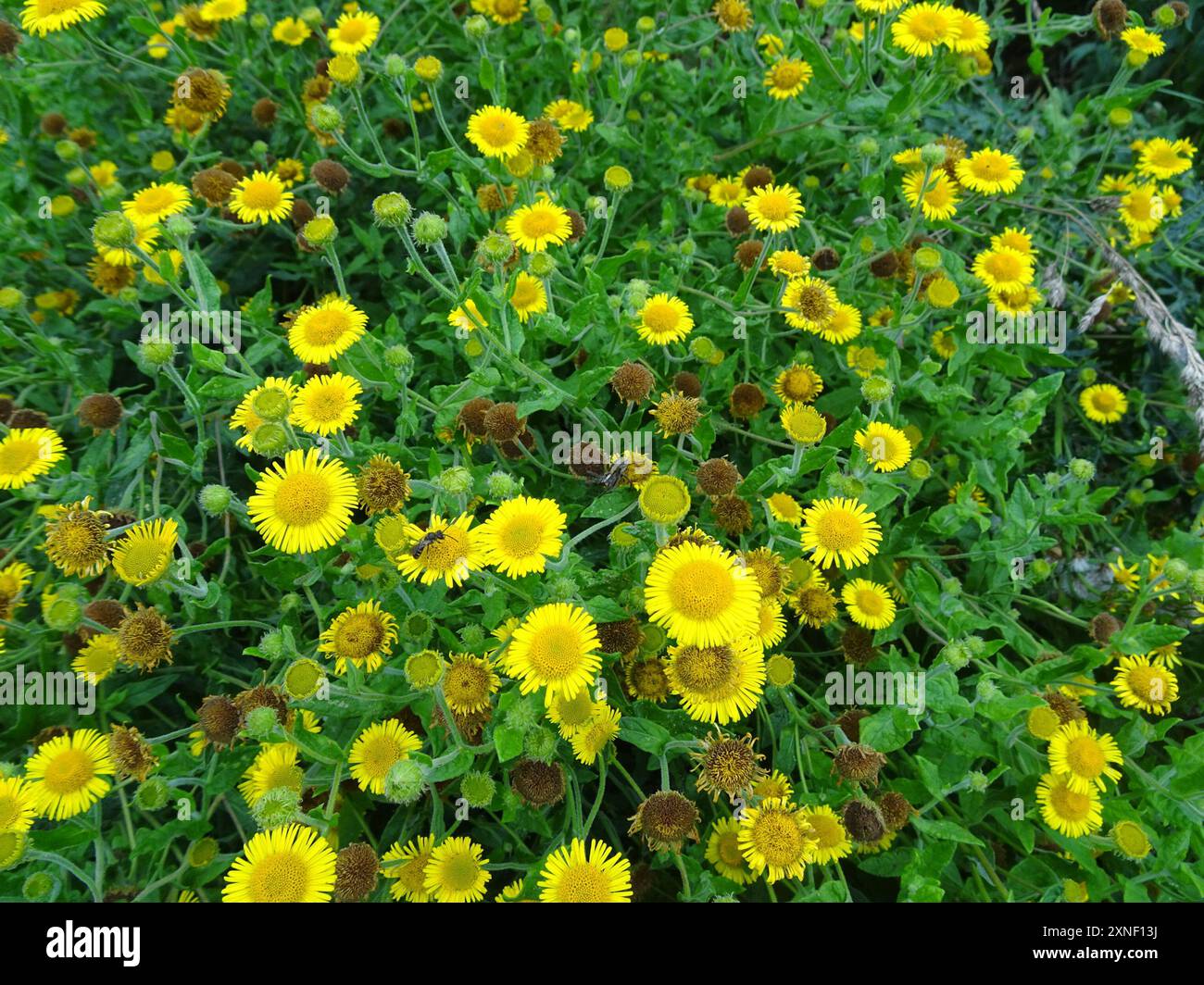 Common Fleabane (Pulicaria dysenterica) Plantae Stock Photo - Alamy