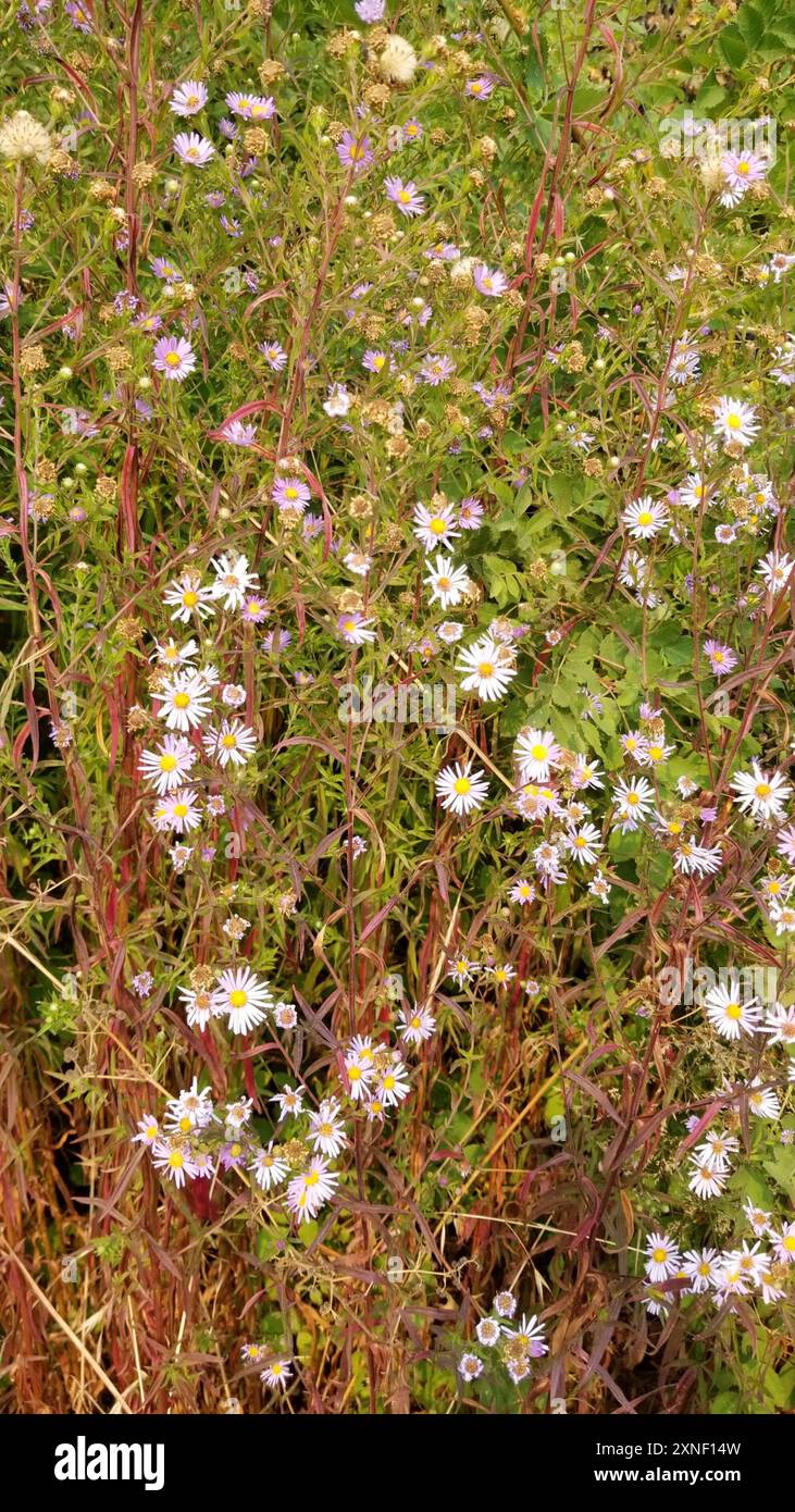 Douglas' Aster (Symphyotrichum subspicatum) Plantae Stock Photo - Alamy