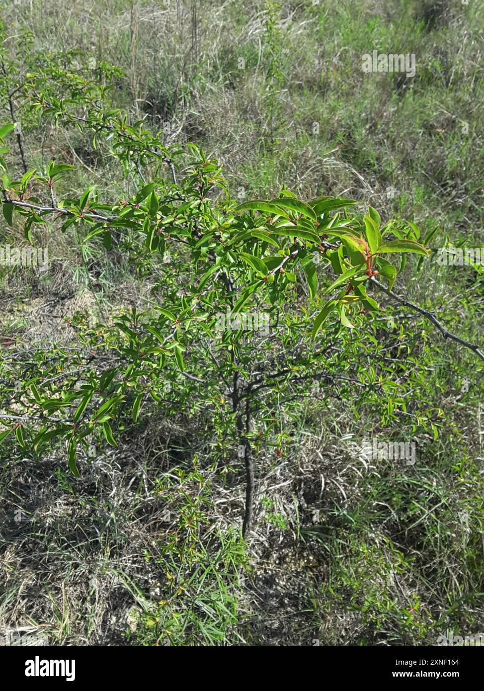 Chickasaw plum (Prunus angustifolia) Plantae Stock Photo - Alamy