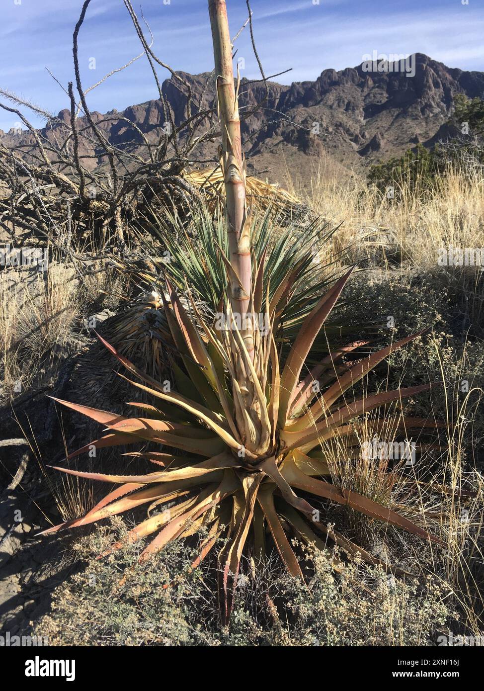 Palmers agave hi-res stock photography and images - Alamy