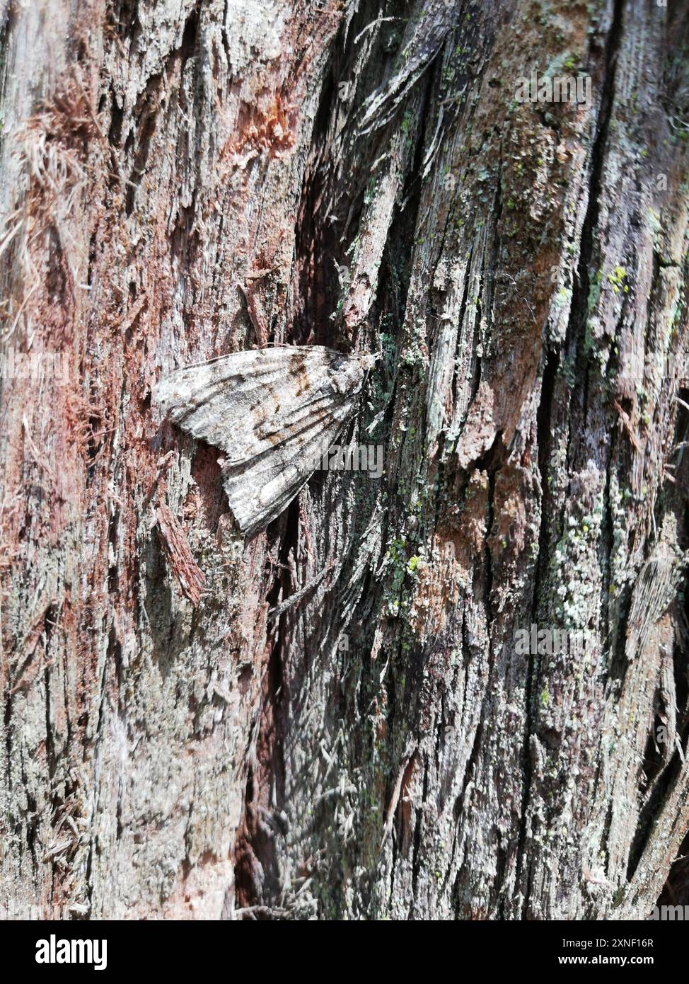 Geometer Moths (Geometridae) Insecta Stock Photo - Alamy