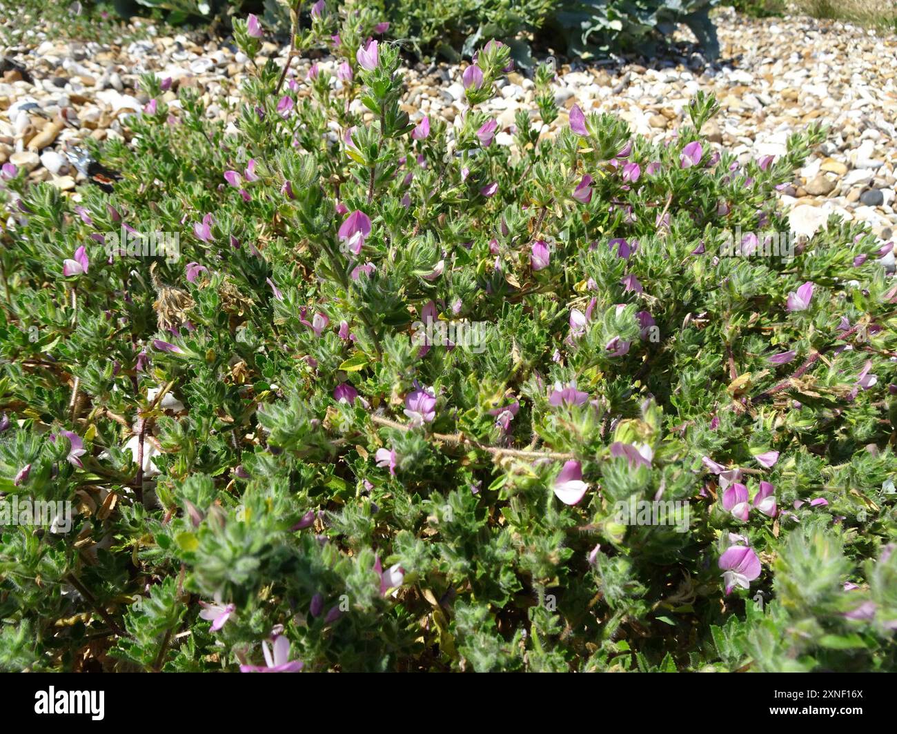 common restharrow (Ononis spinosa procurrens) Plantae Stock Photo - Alamy