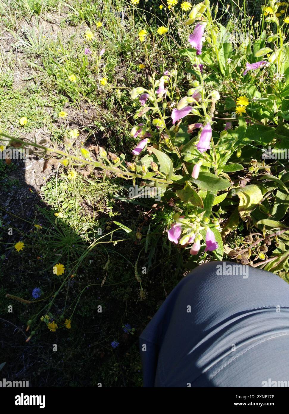 Spanish Peaks Foxglove (Digitalis thapsi) Plantae Stock Photo - Alamy