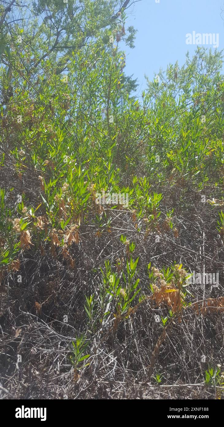 mule fat (Baccharis salicifolia) Plantae Stock Photo - Alamy