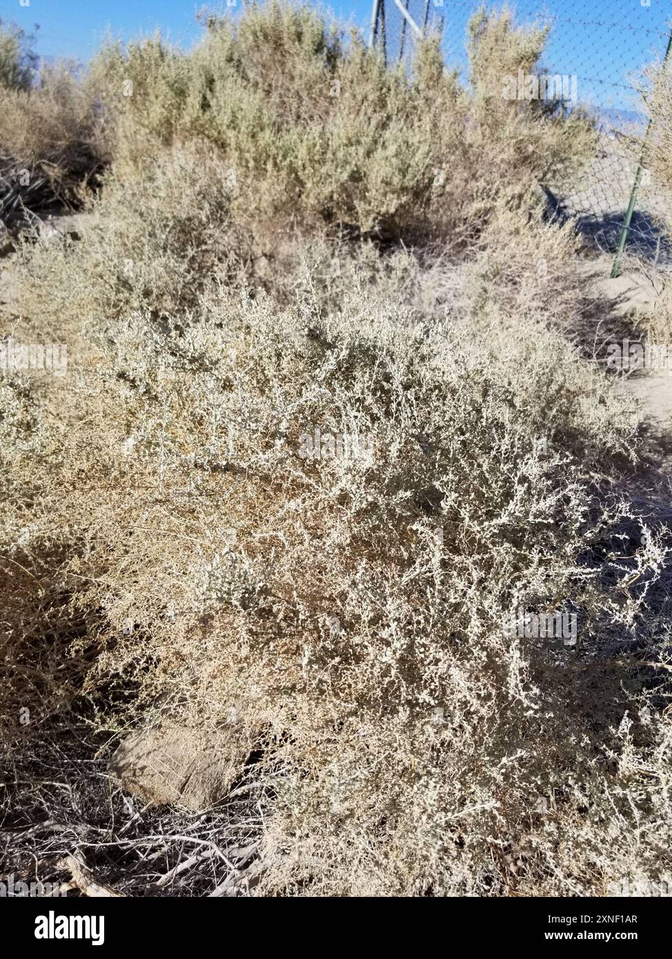 Cattle Saltbush (Atriplex polycarpa) Plantae Stock Photo - Alamy