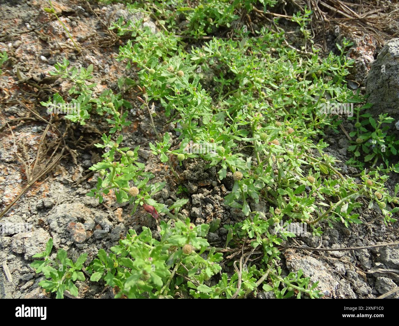 spreading sneezeweed (Centipeda minima) Plantae Stock Photo - Alamy