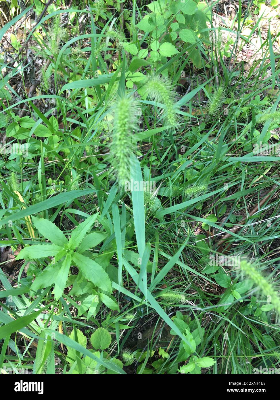 giant foxtail (Setaria faberi) Plantae Stock Photo - Alamy
