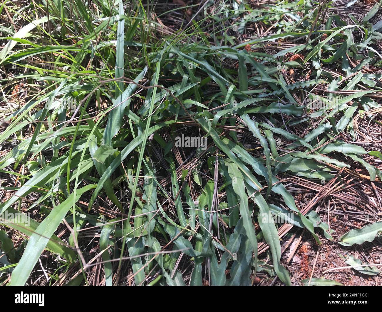 small-flowered soaproot (Hooveria parviflora) Plantae Stock Photo - Alamy