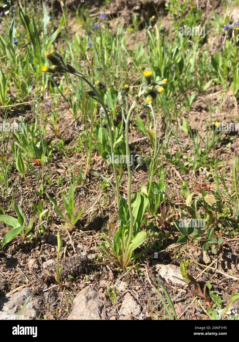hawkweeds (Hieracium) Plantae Stock Photo - Alamy