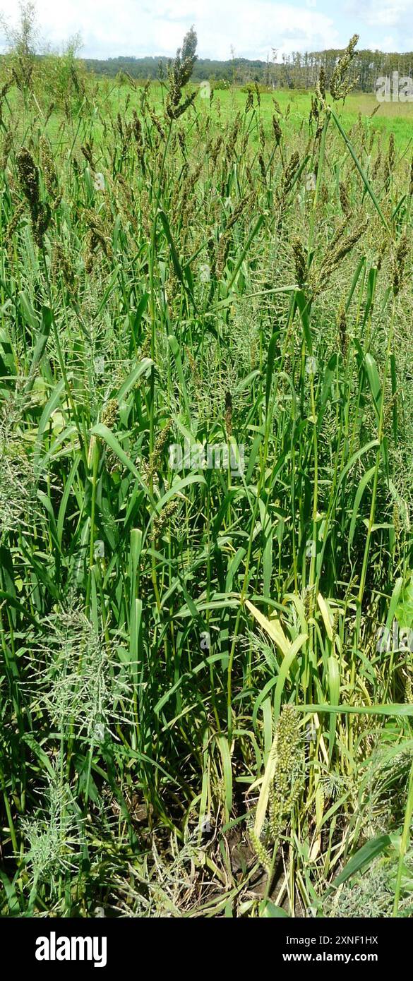 Japanese Millet (Echinochloa esculenta) Plantae Stock Photo - Alamy