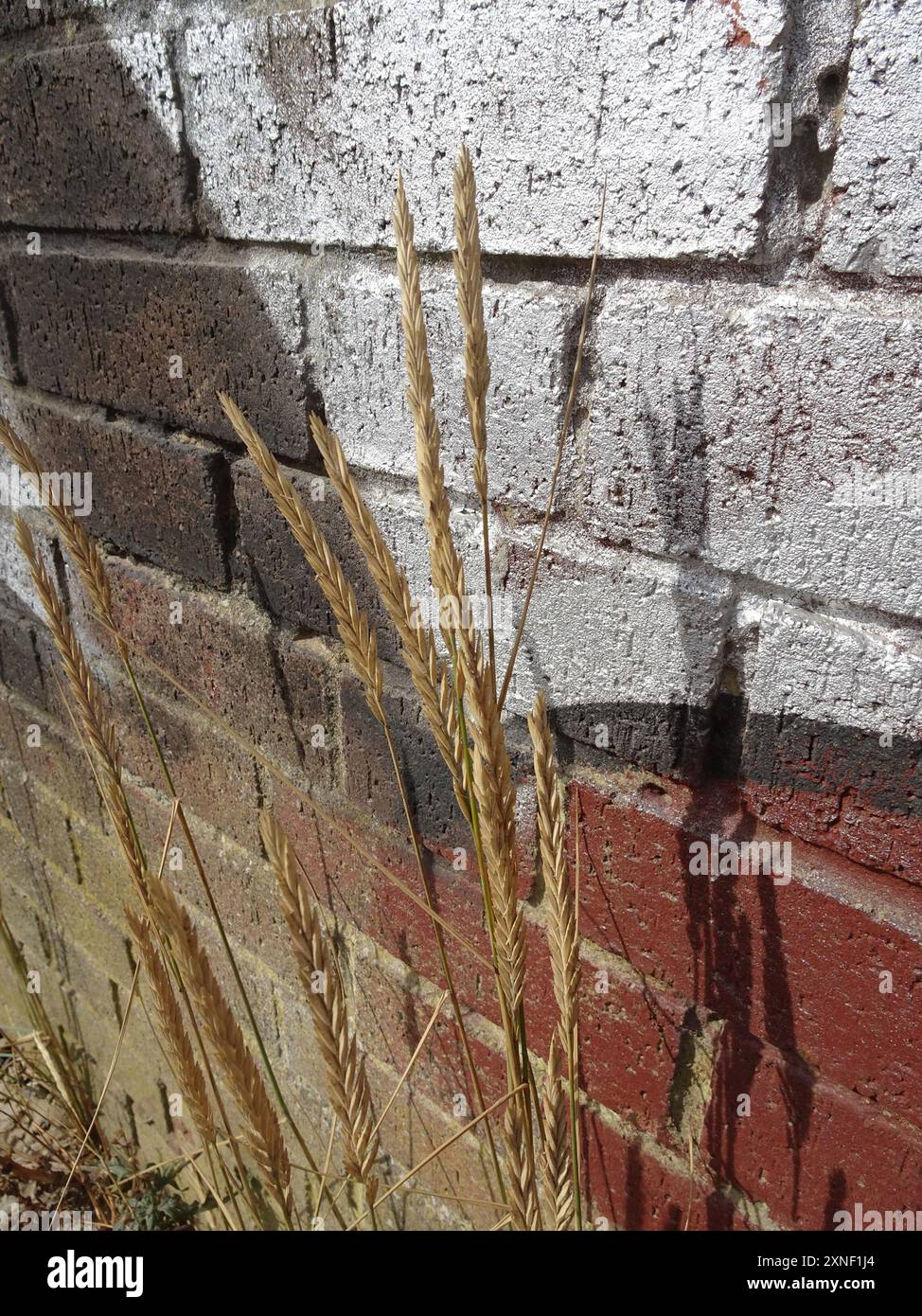 sea couch (Elymus athericus) Plantae Stock Photo - Alamy