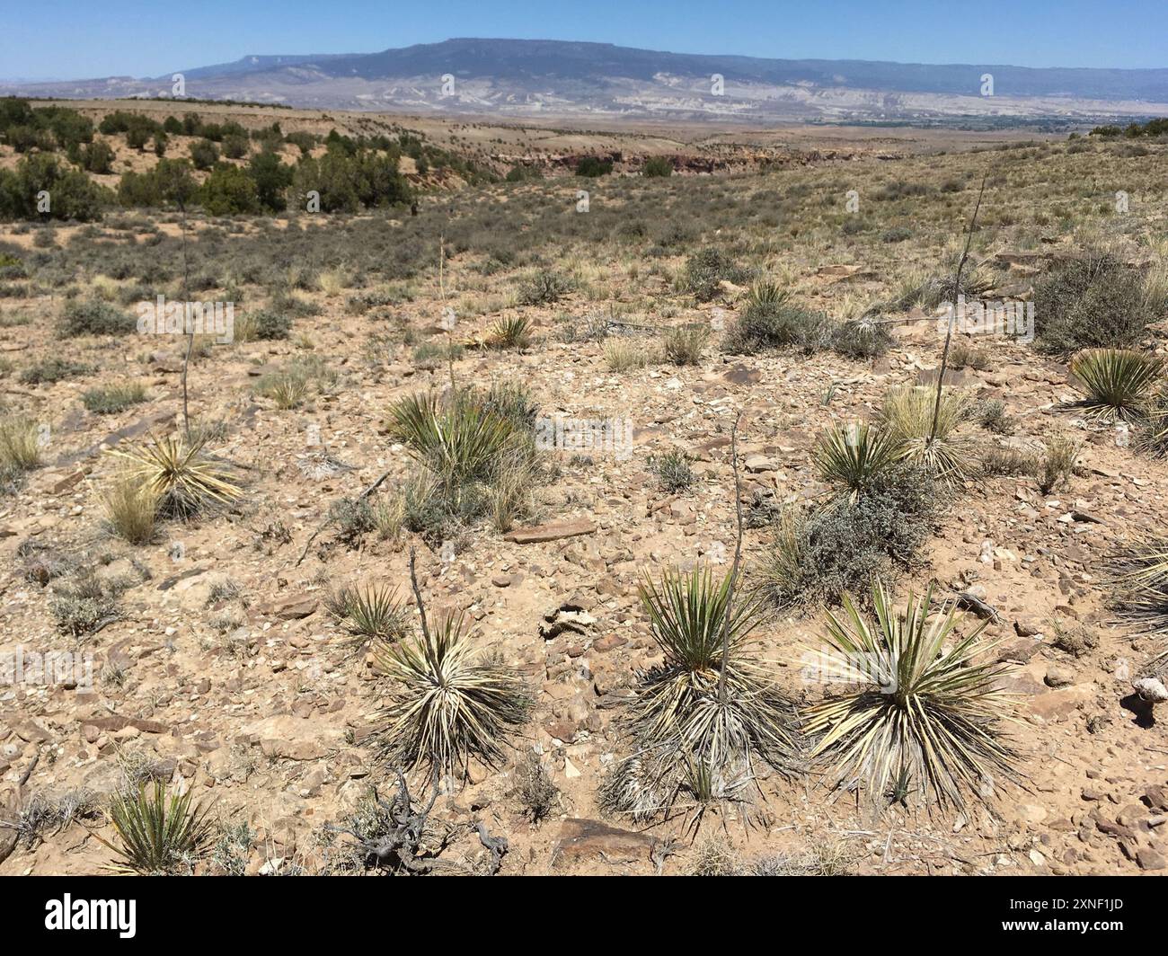 Dwarf Yucca (Yucca harrimaniae) Plantae Stock Photo - Alamy