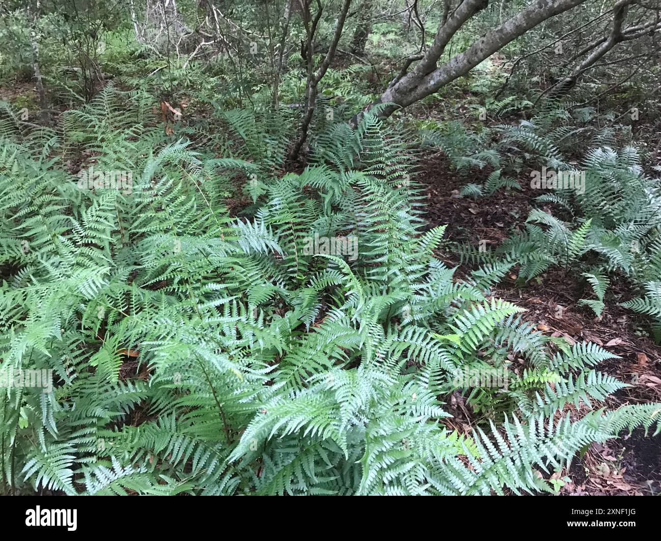 southern wood fern (Dryopteris ludoviciana) Plantae Stock Photo - Alamy