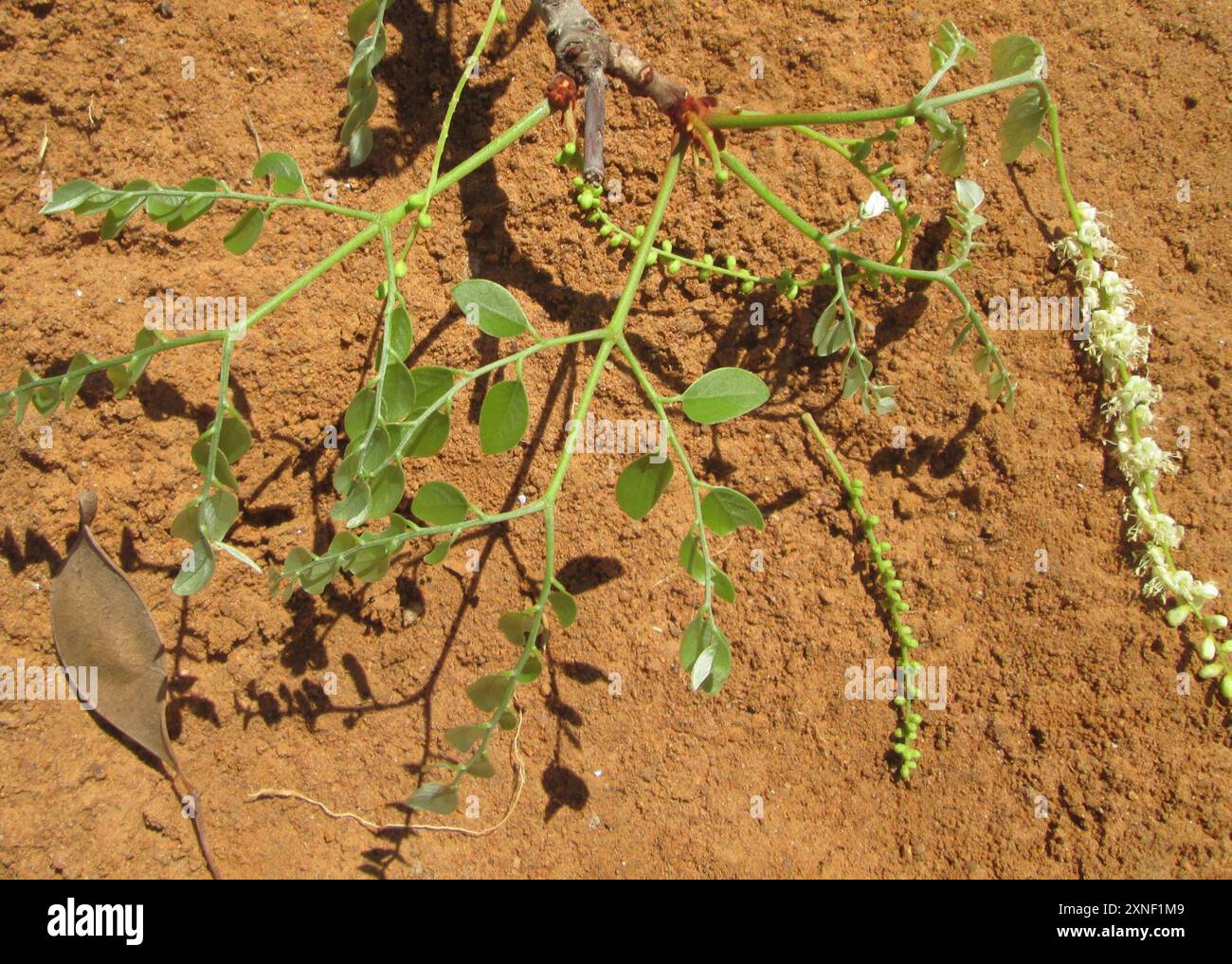 wild syringa (Burkea africana) Plantae Stock Photo - Alamy