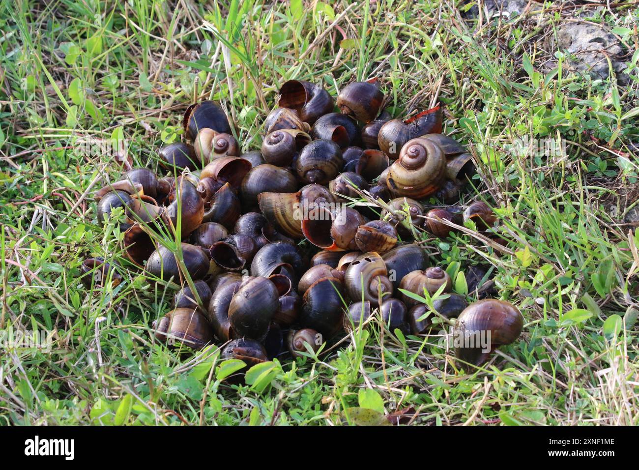 Common Apple Snails (Pomacea) Mollusca Stock Photo - Alamy
