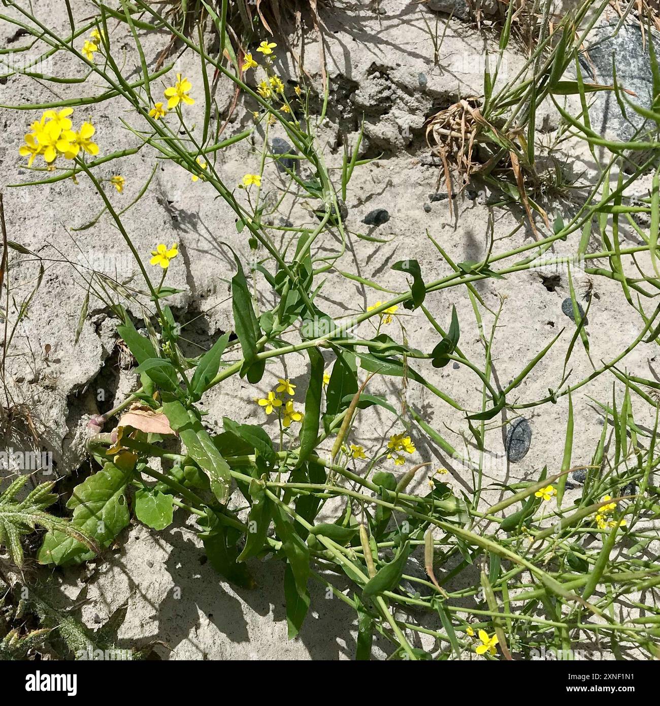 charlock (Rhamphospermum arvense) Plantae Stock Photo - Alamy