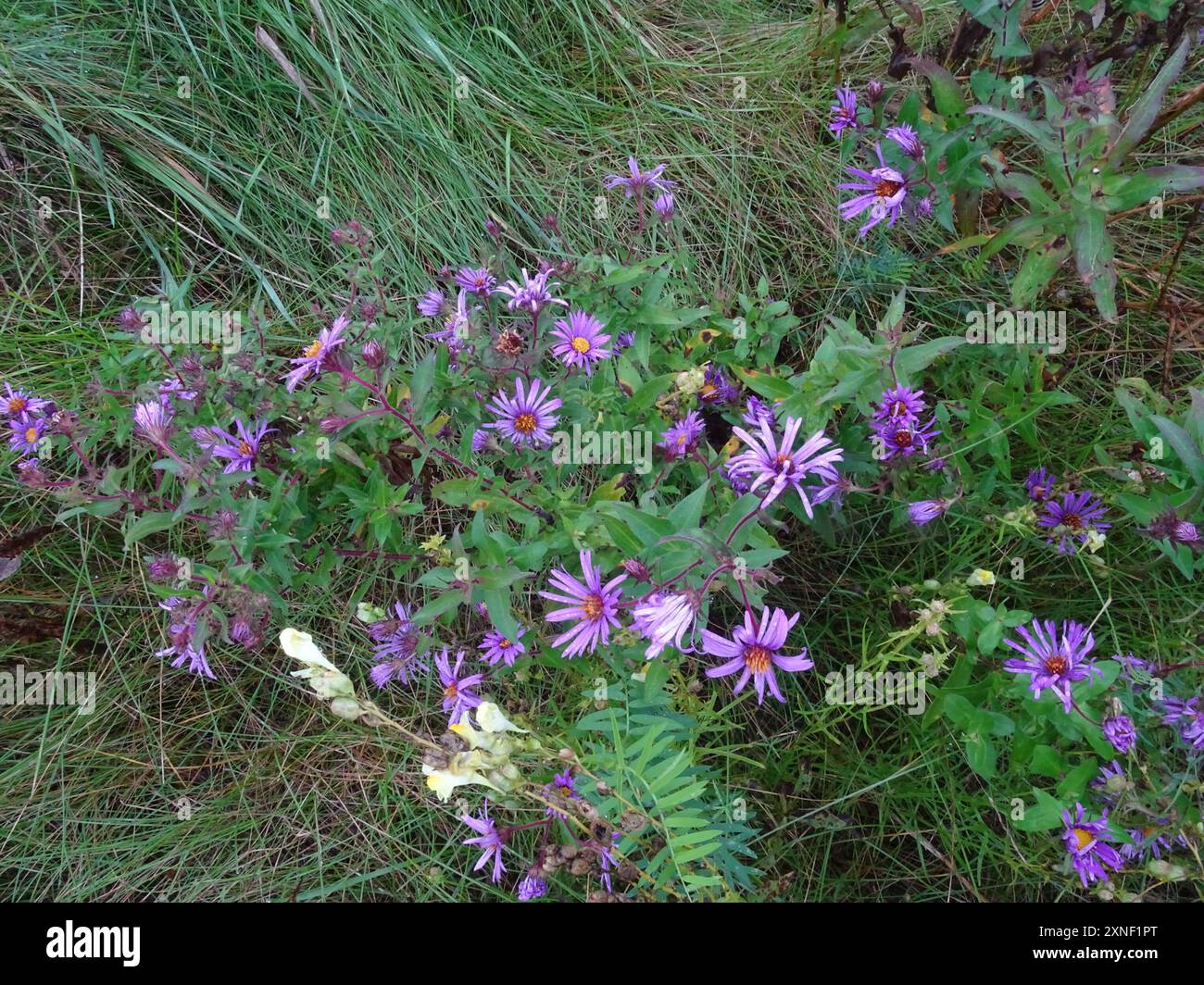 New England aster (Symphyotrichum novae-angliae) Plantae Stock Photo ...
