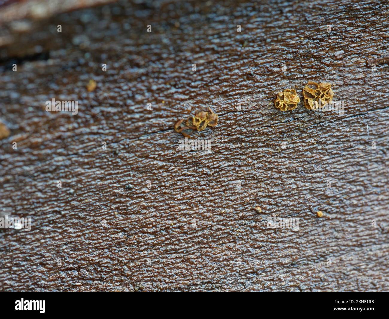 Trichia contorta hi-res stock photography and images - Alamy