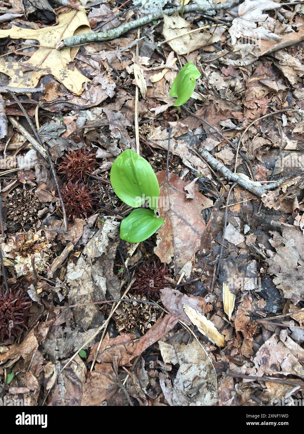 Canada mayflower (Maianthemum canadense) Plantae Stock Photo - Alamy