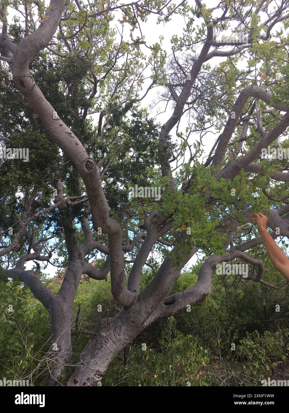 cimarron plum (Cyrtocarpa edulis) Plantae Stock Photo - Alamy