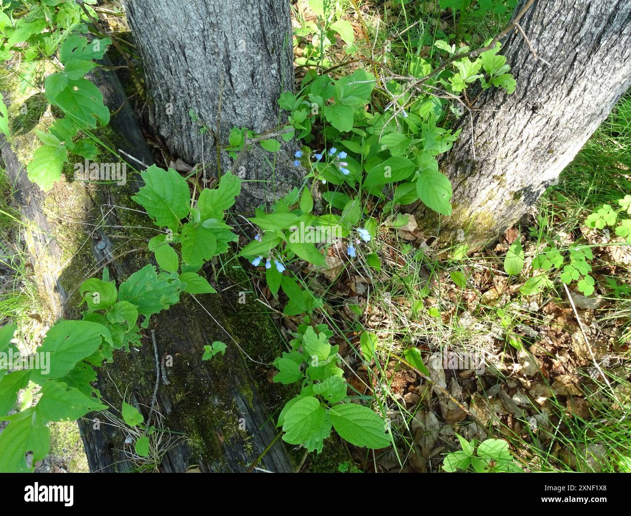 Tall Bluebell (Mertensia paniculata) Plantae Stock Photo - Alamy