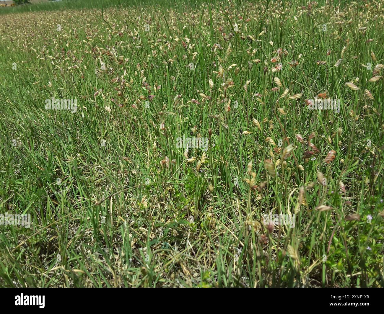 buffalograss (Bouteloua dactyloides) Plantae Stock Photo - Alamy