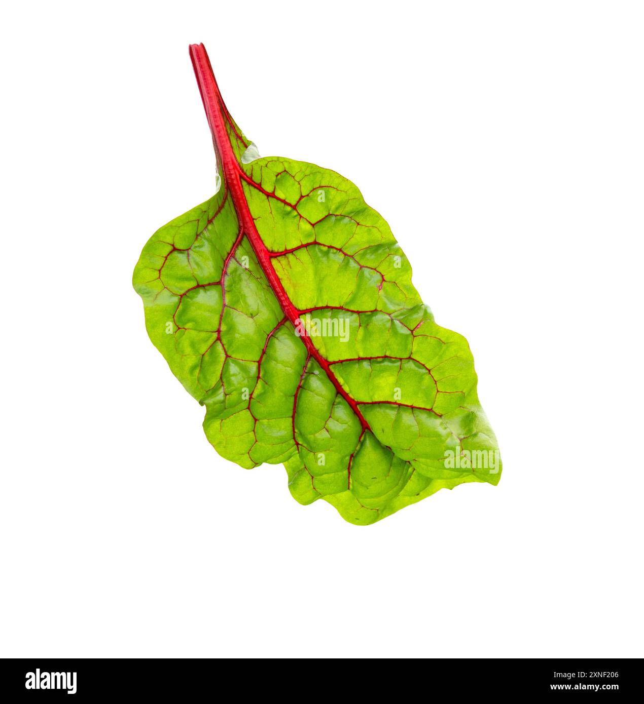 Beet leaves. Beetroot leaves, fresh beet leaf isolated on white ...