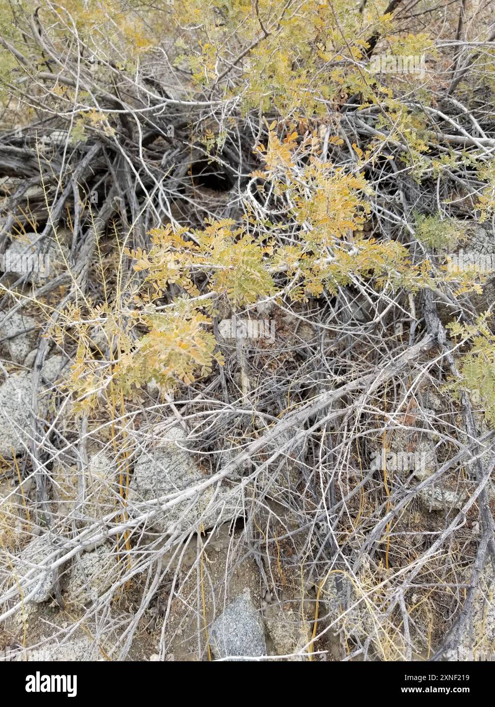 Catclaw Acacia (Senegalia greggii) Plantae Stock Photo - Alamy
