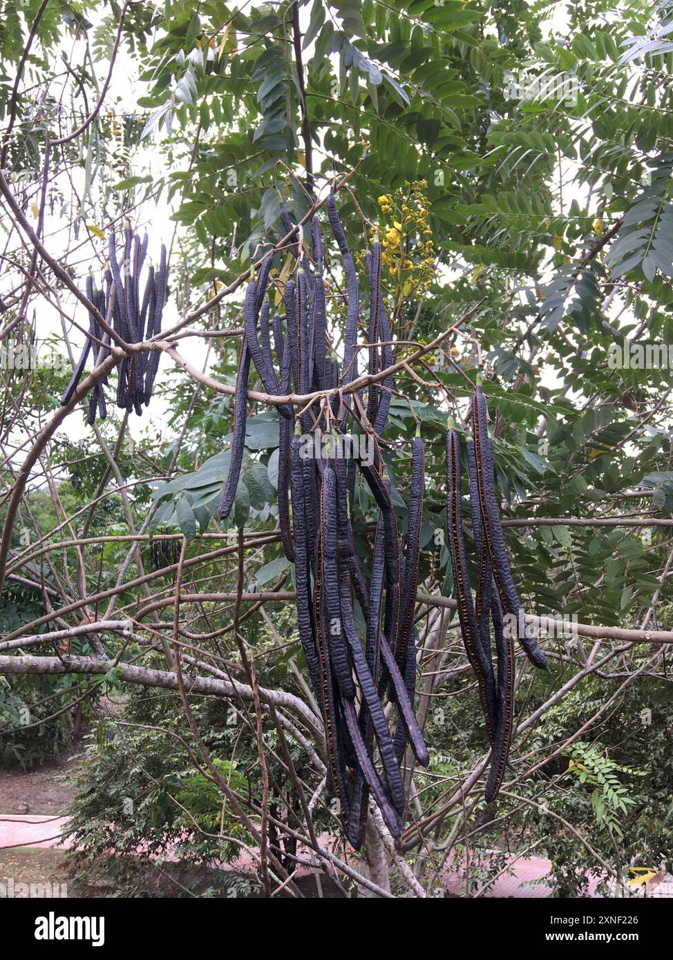 whitebark senna (Senna spectabilis) Plantae Stock Photo - Alamy
