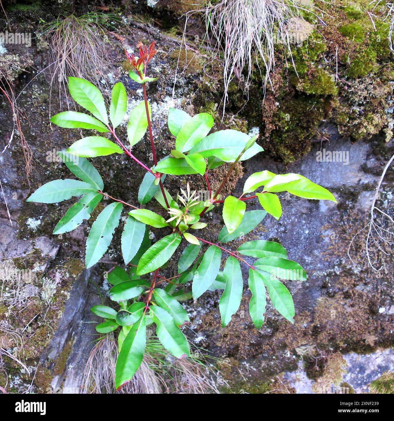 butterspoon tree (Cunonia capensis) Plantae Stock Photo - Alamy