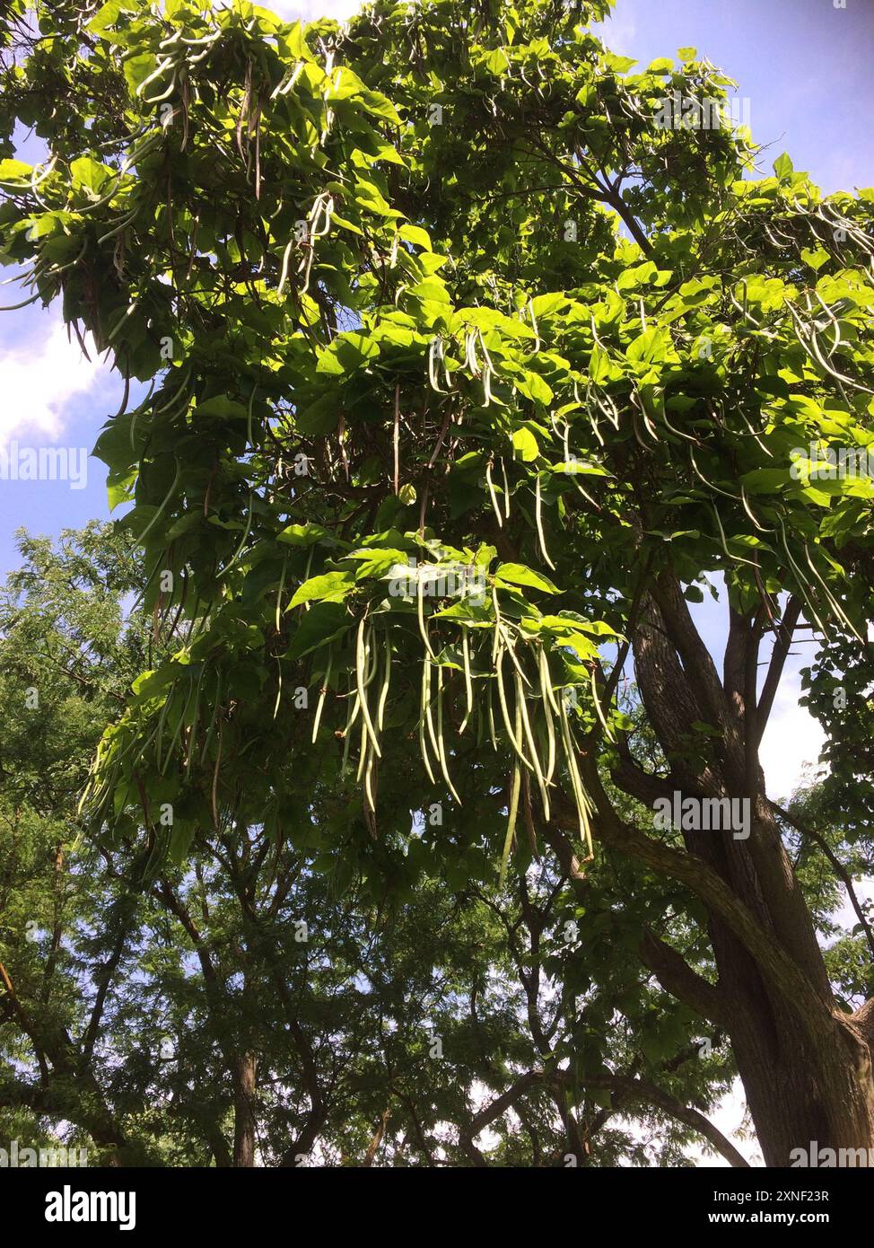 northern catalpa (Catalpa speciosa) Plantae Stock Photo - Alamy