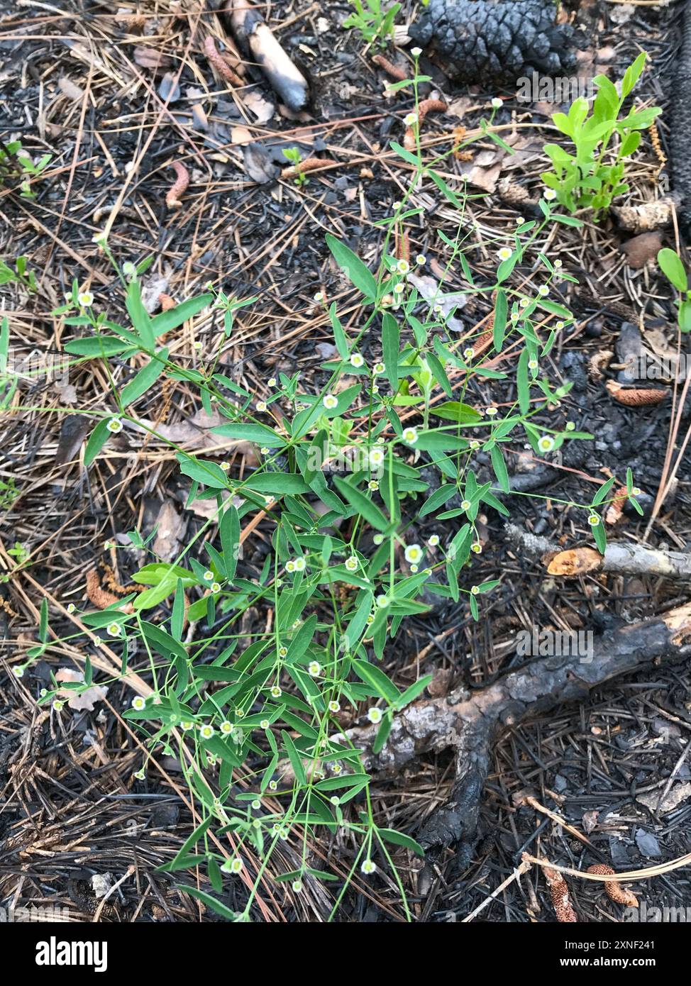 Curtis's spurge (Euphorbia curtisii) Plantae Stock Photo - Alamy