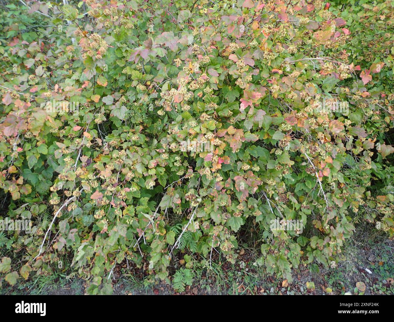 common ninebark (Physocarpus opulifolius) Plantae Stock Photo - Alamy