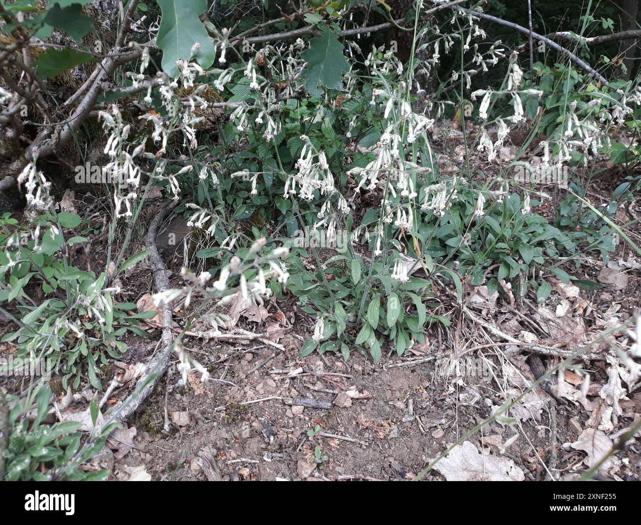 Nottingham Catchfly (Silene nutans) Plantae Stock Photo - Alamy