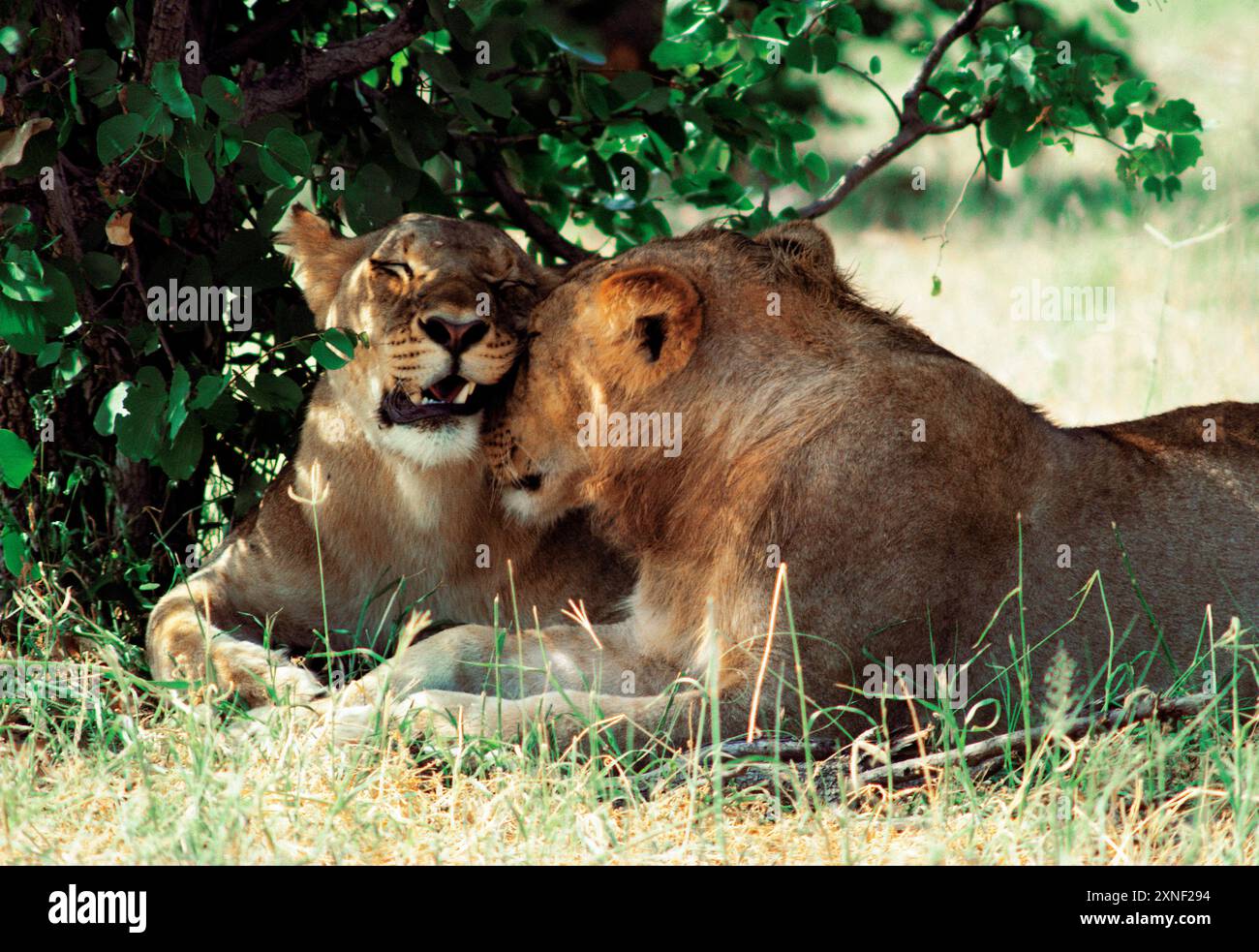 Kenya. Wildlife. Two Lionesses. Maasai Mara National Reserve Stock Photo - Alamy