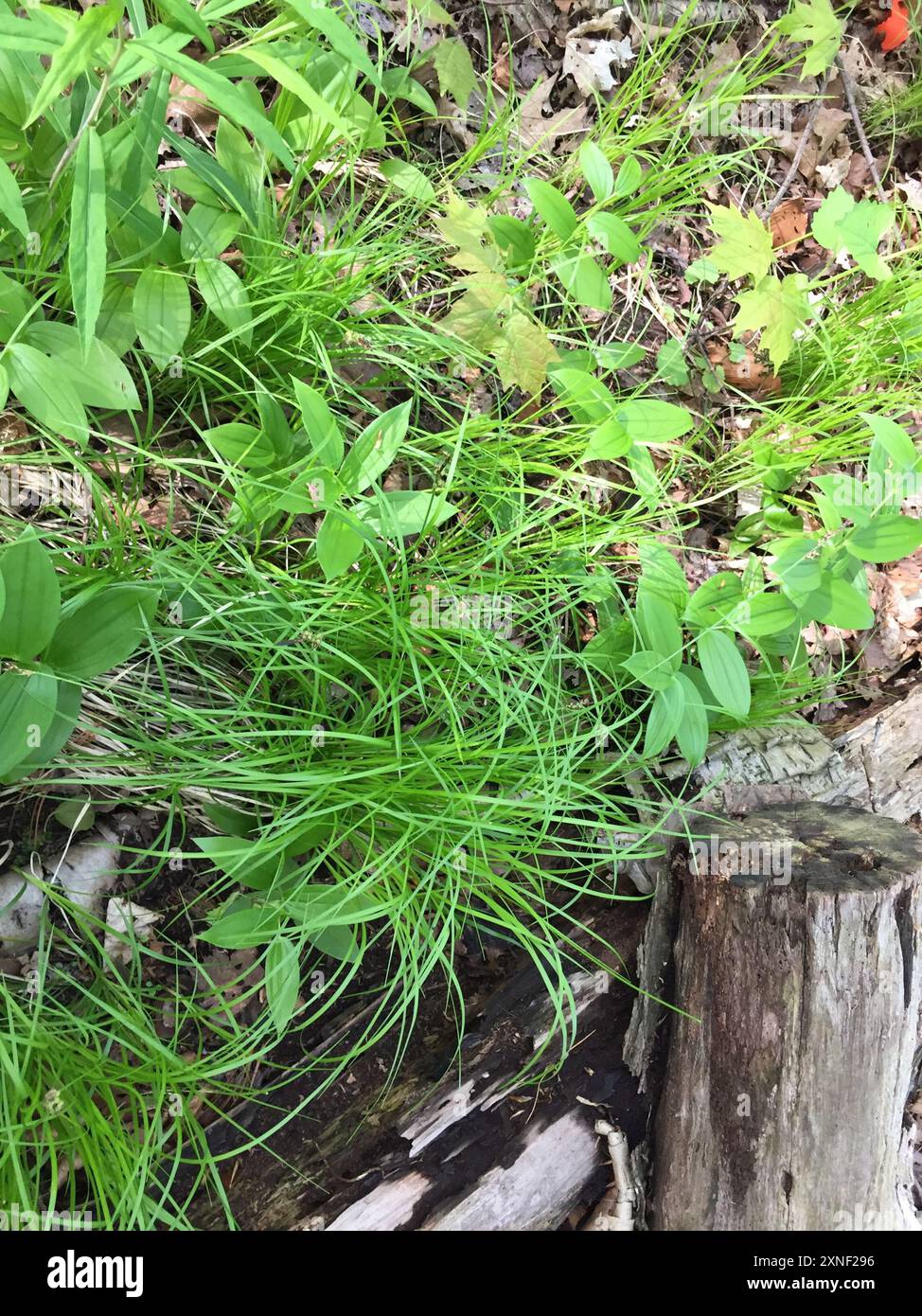 Pennsylvania sedge (Carex pensylvanica) Plantae Stock Photo - Alamy