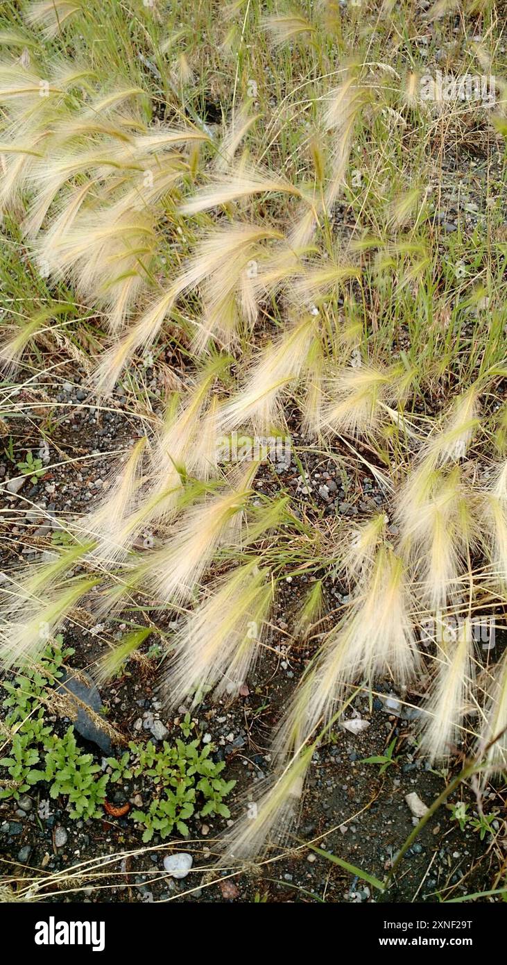 Foxtail Barley (Hordeum jubatum) Plantae Stock Photo - Alamy
