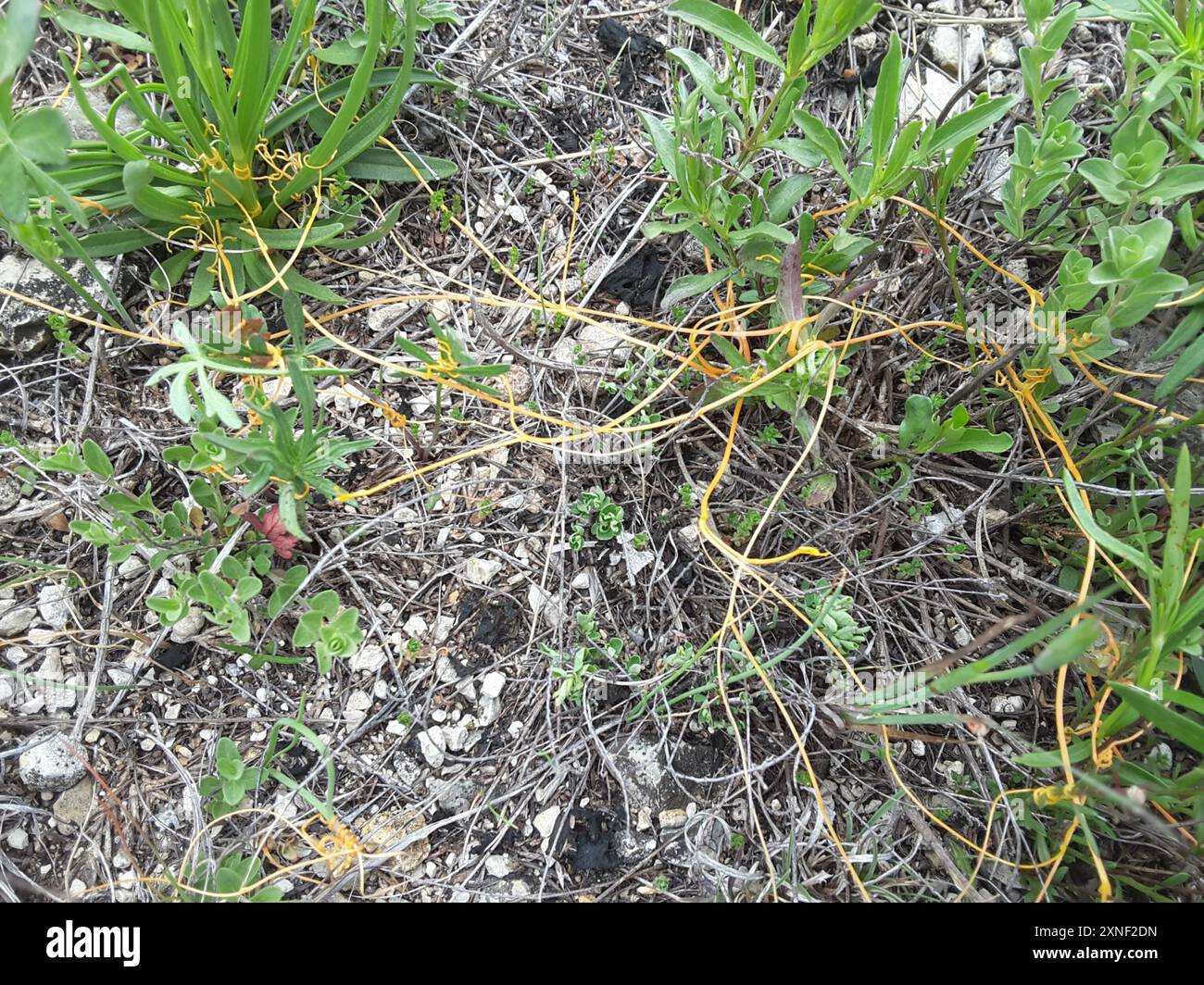 Five Angled Dodder (Cuscuta pentagona) Plantae Stock Photo - Alamy
