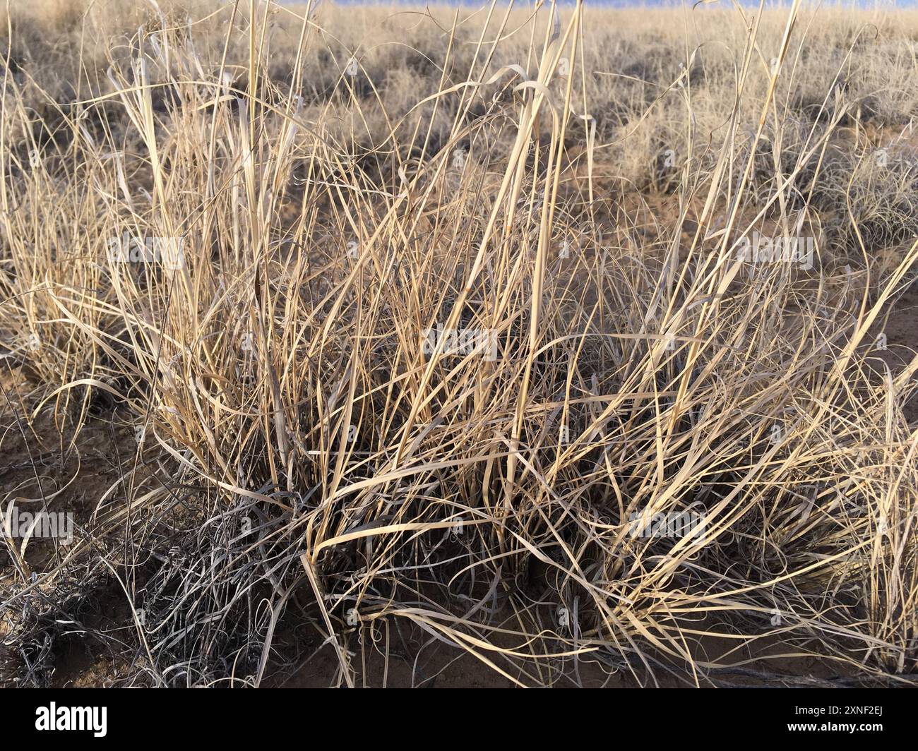 Alkali Sacaton (Sporobolus airoides) Plantae Stock Photo - Alamy