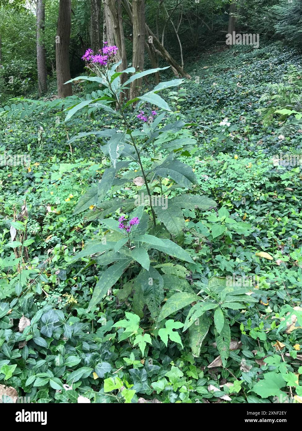 Tall Ironweed (Vernonia gigantea) Plantae Stock Photo - Alamy