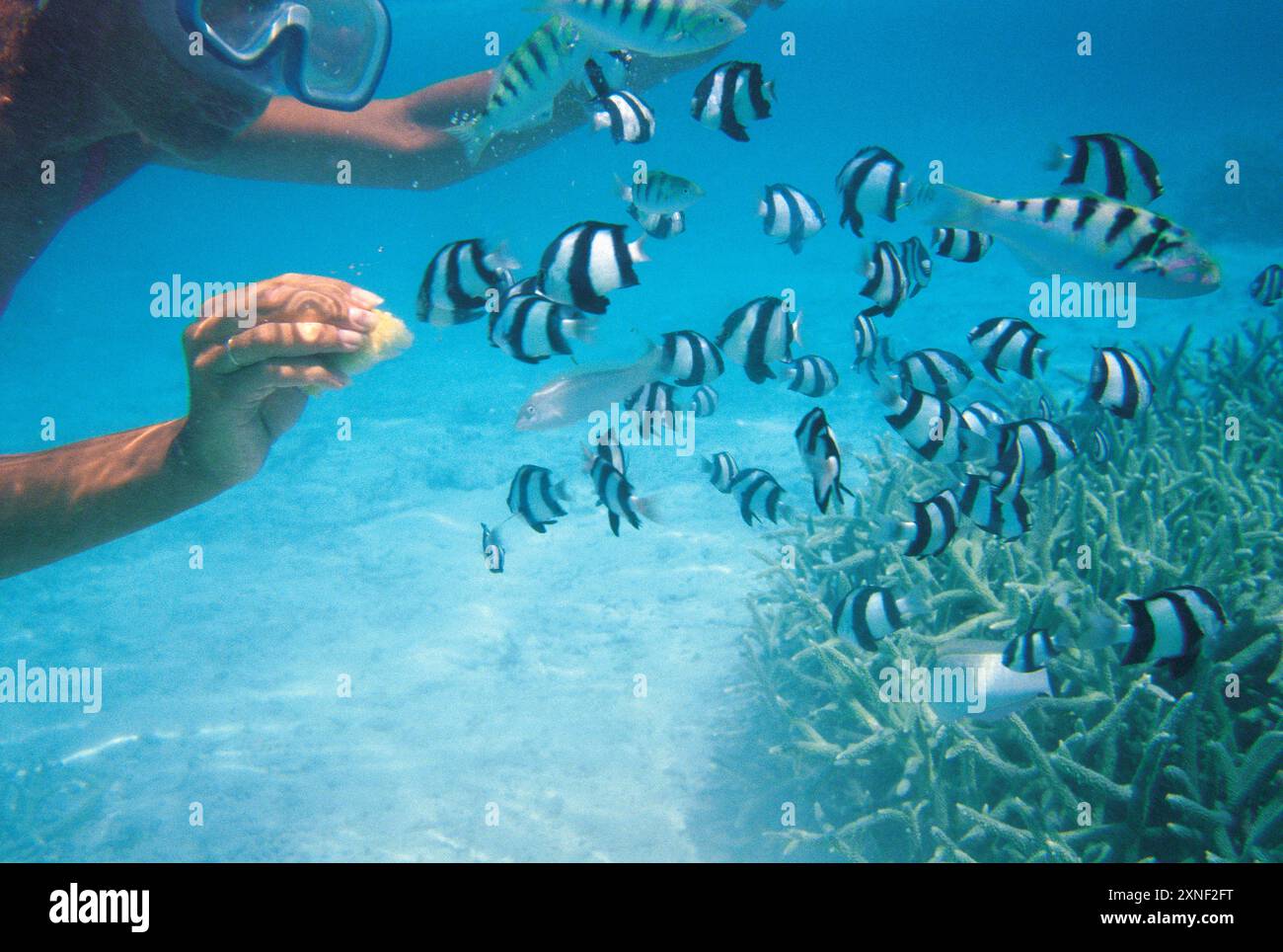 Indian ocean humbug hi-res stock photography and images - Alamy