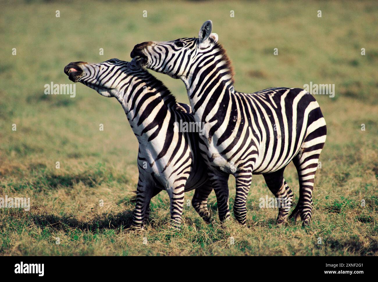 Botswana. Wildlife. Two Plains Zebras necking Stock Photo - Alamy