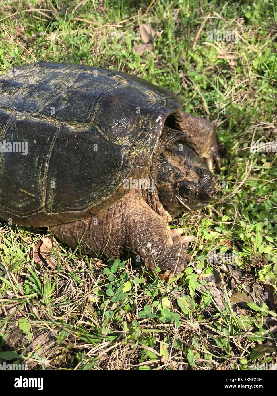 Common Snapping Turtle (Chelydra serpentina) Reptilia Stock Photo - Alamy