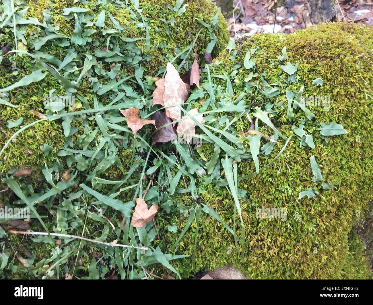 walking fern (Asplenium rhizophyllum) Plantae Stock Photo - Alamy